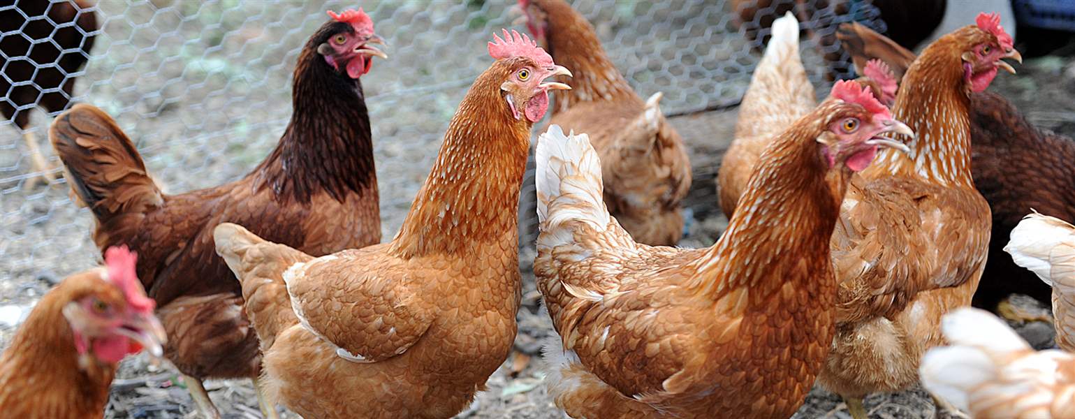 Backyard Chicken Basics - Meridian Tech